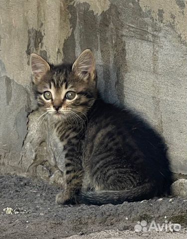Котята в добрые руки даром