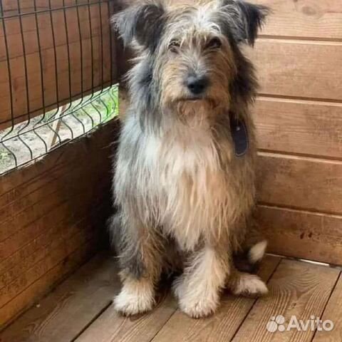 Тяпа, Собаки бесплатно