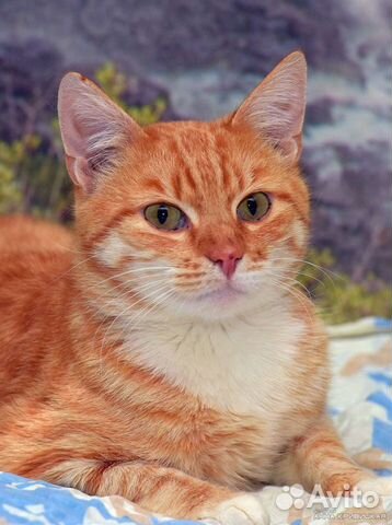 Славный рыжий кот