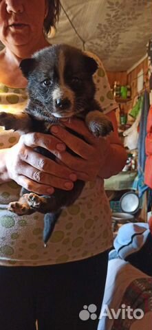 Щенки хаски чистокровные