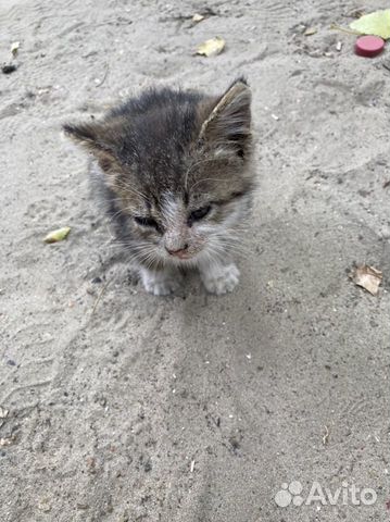 Котенок (мальчик)