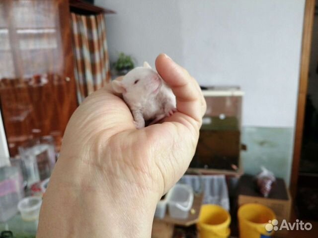 Крысята дамбо