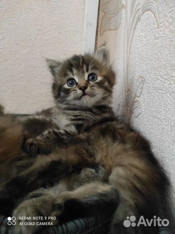 Котята в добрые руки 1 месяц