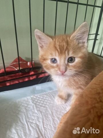 Рыжий пухлячок