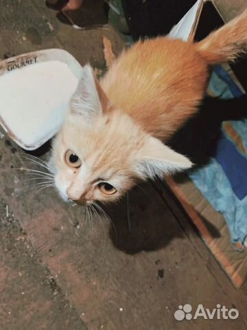 Рыжий котенок мальчик