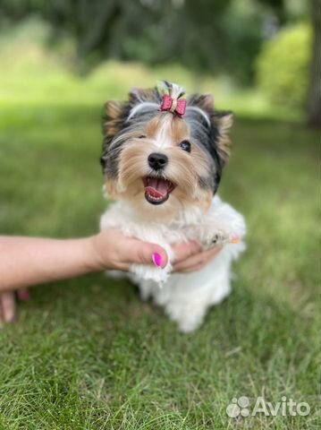 Бивер красотка