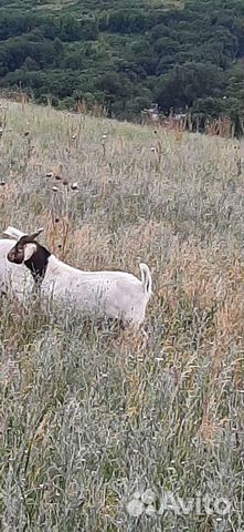 Козёл бурский