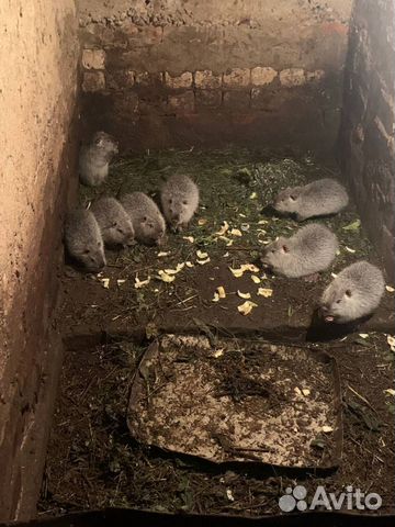 Продаю нутрий, цвет серебро, малыши