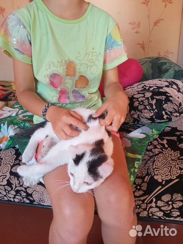 Симпатичный и весёлый котик в добрые руки