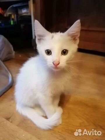 Котята беляши в добрые руки