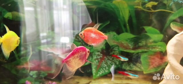 Рыбки бесплатно