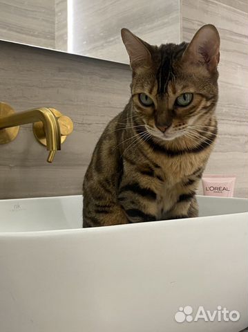 Бенгальская кошка