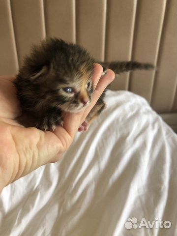 Котенок бесплатно