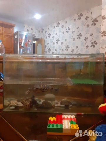 Красноухая черепаха