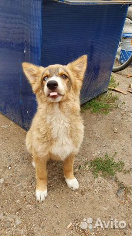 Щенок в добрые руки