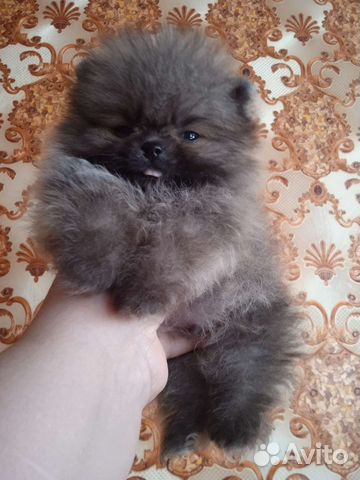 Супер mini micro шпиц