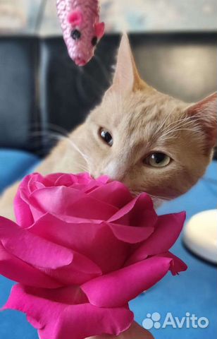 Кот