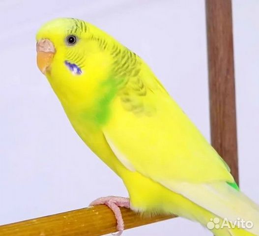 Попугай волнистый Желтый самка