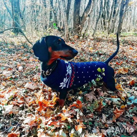 Парень-такса в поисках подруги
