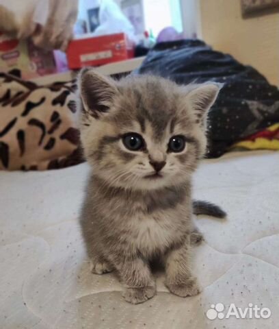 Шотландские прямоухие котята