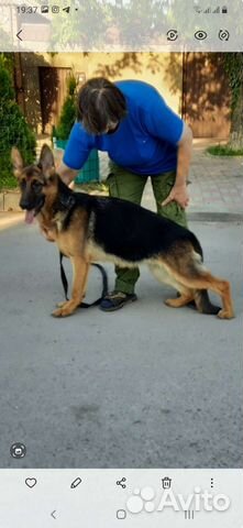 Подрощеннач немка