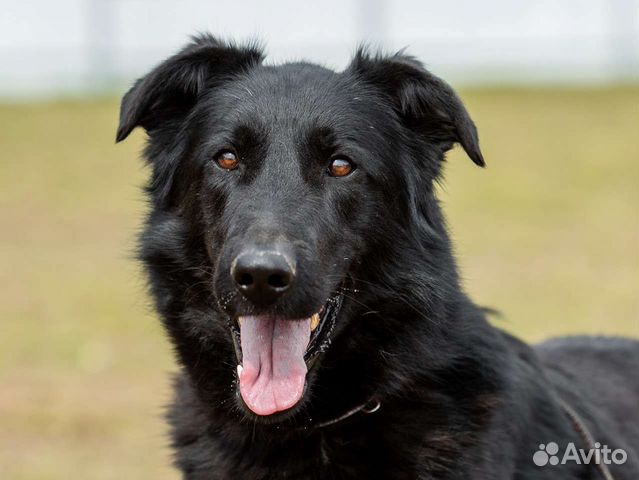 Ни секунды на месте. Пёс Вальтер ищет дом