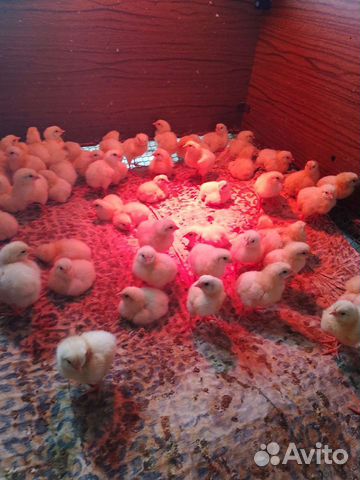 Цыплята бройлеры кобб 500
