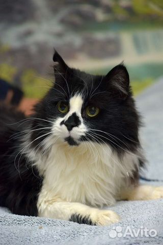 Красавица кошка ищет дом