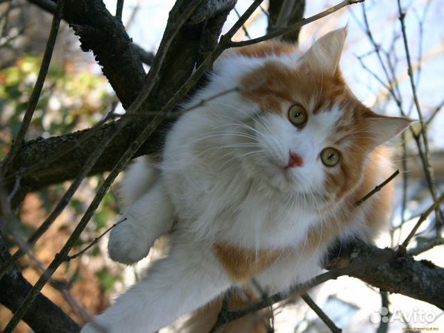 Кот в добрые руки