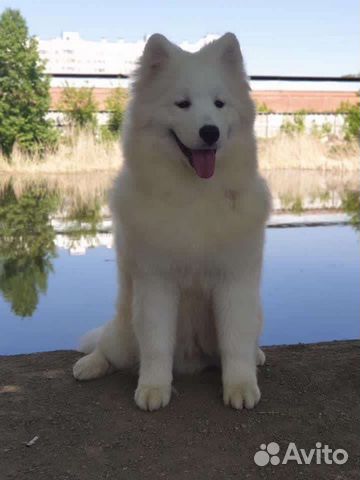 Самоедская собака