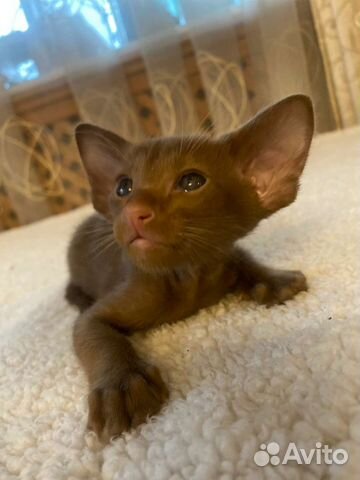 Ориентальные котята