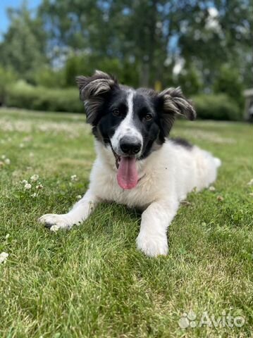 Щенок 6 месяцев в надежные добрые руки