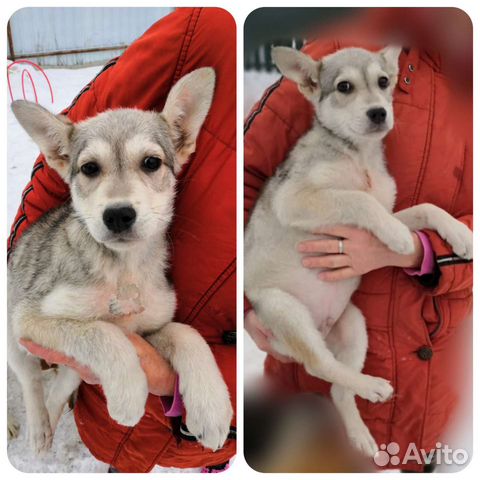 Шикарный парень в добрый дом