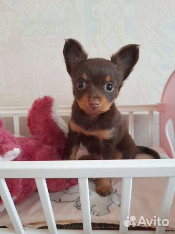 Длинношерстная мини той-терьер, девочка