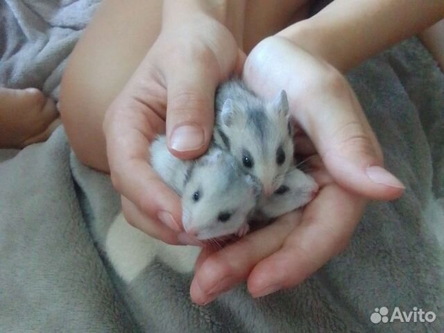 Сирийские хомячки