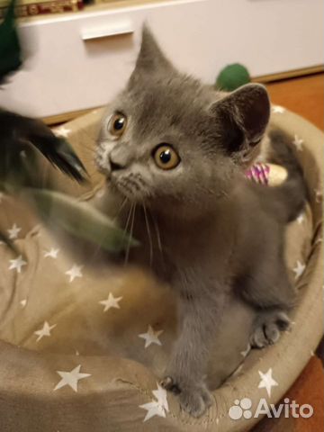 Британские котята короткошерстные