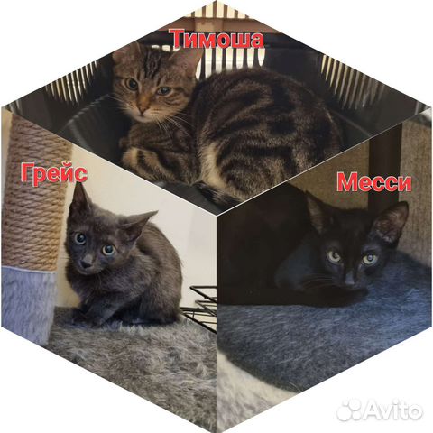 Кошка в самые добрые руки