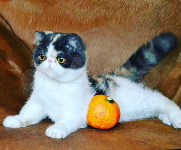 Экзотическа каликошка