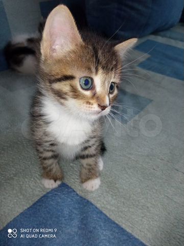 Ищу добрую хозяйку