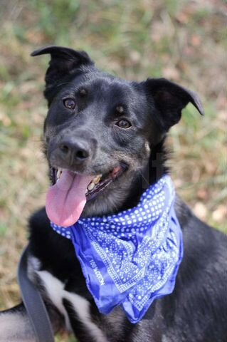 Классный небольшой пёсик в добрые руки