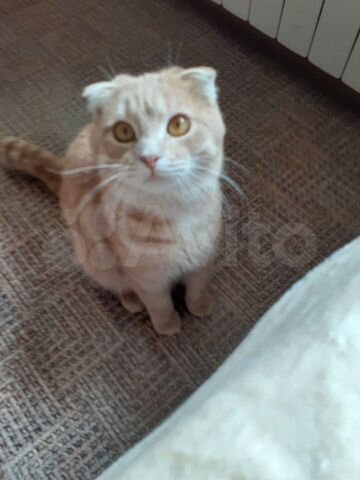 Мышелов. отдам в добрые руки