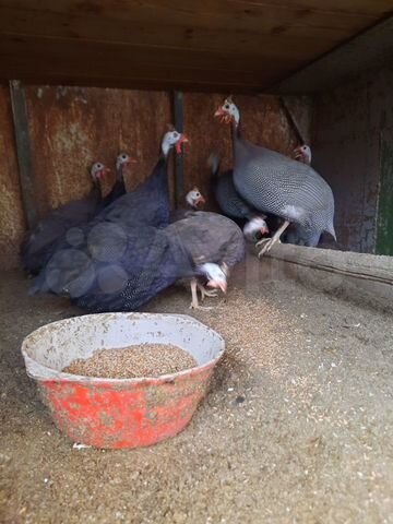 Черная цесарка