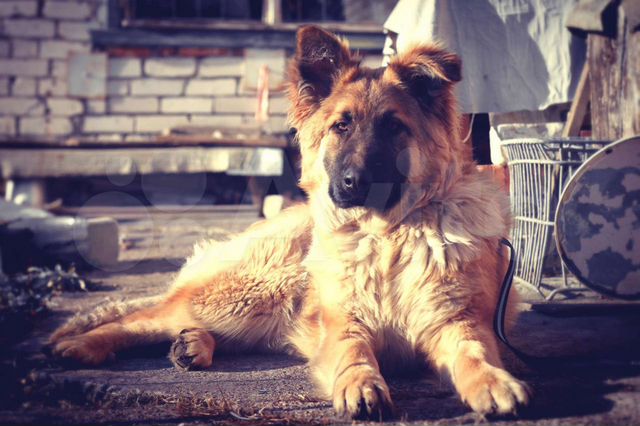 Розочка в добрые руки