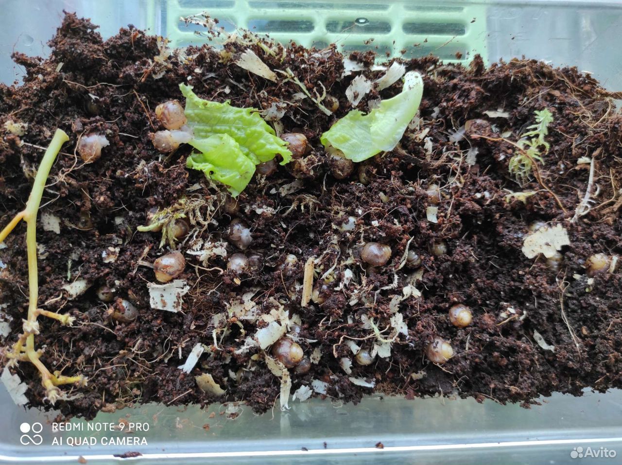 Детёныши улитки Ахатины