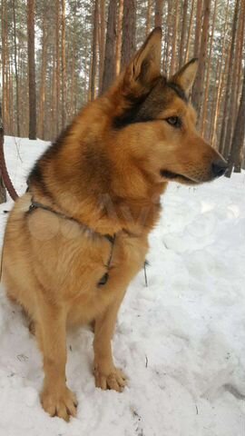 Лайка и овчар в частный дом