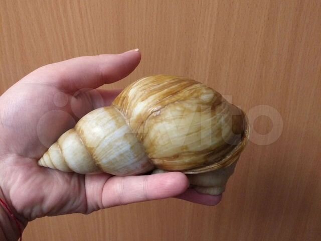 Улитка Ахатина Родации Альбино Боди
