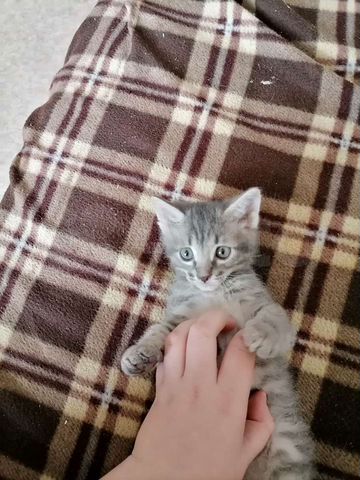 Кошка и кот