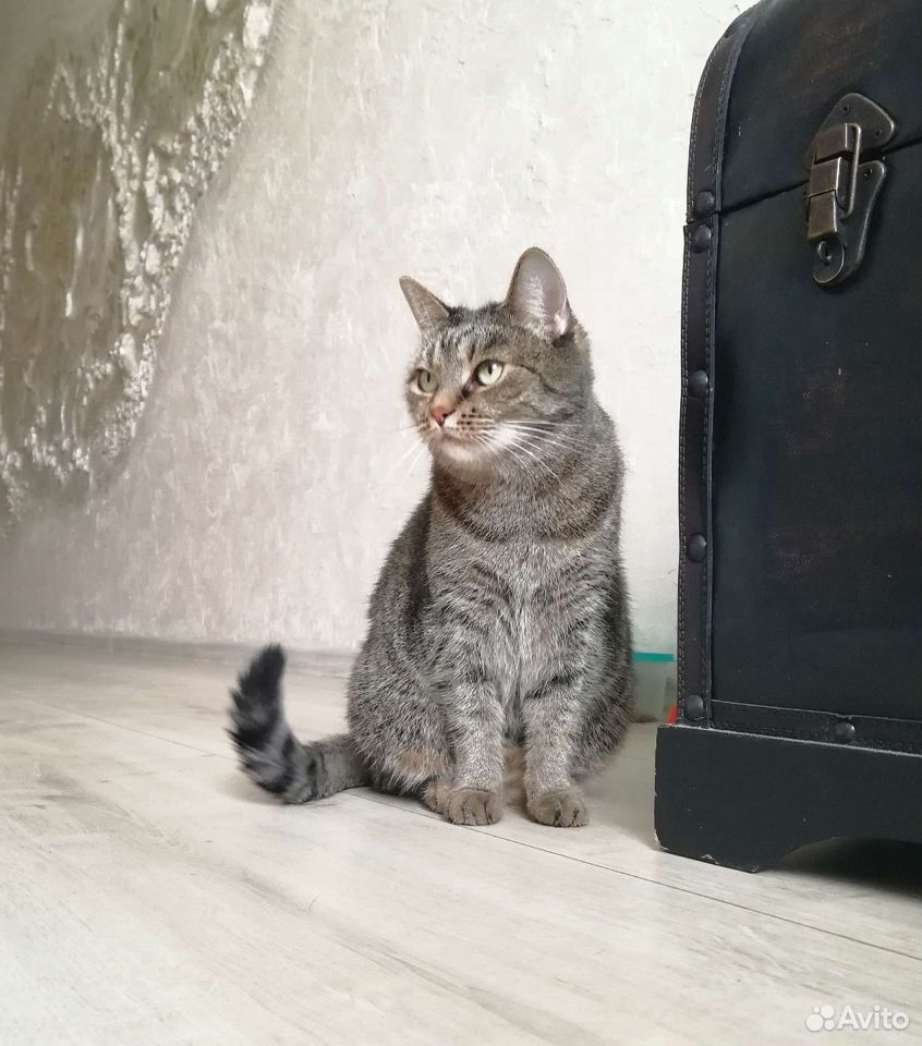 Ищем человека с добрым сердцем