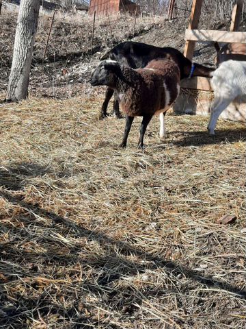 Дорпер 50 и Баранчик эдельбай