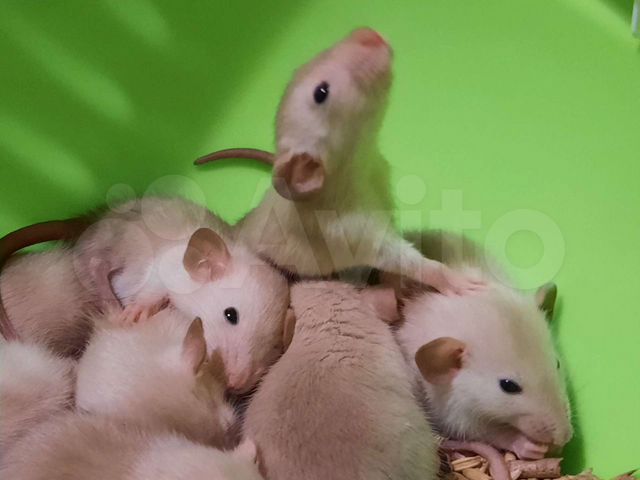 Крысята Дамбо. Всё для крыс